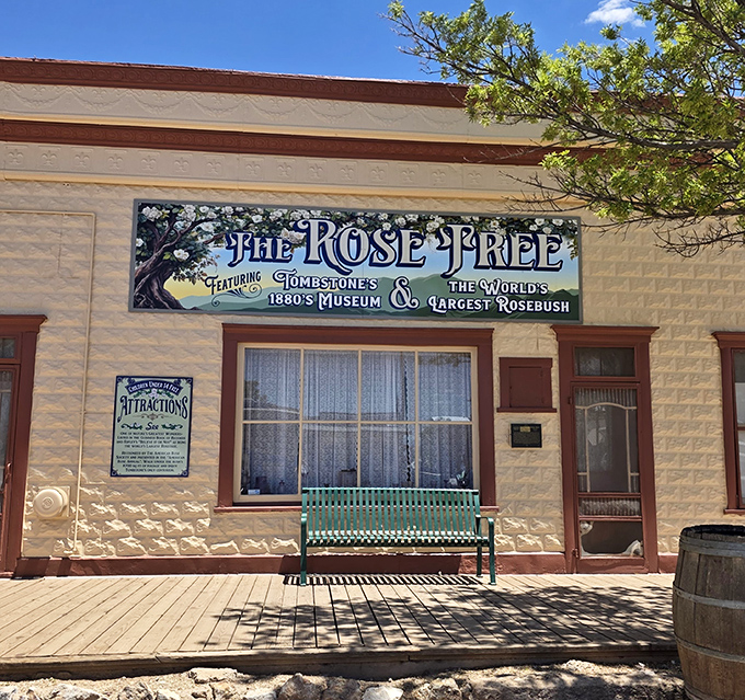 The Rose Tree Museum houses not just history but the world's largest rosebush &ndash; proof that even in the Wild West, beauty found a way to bloom.
