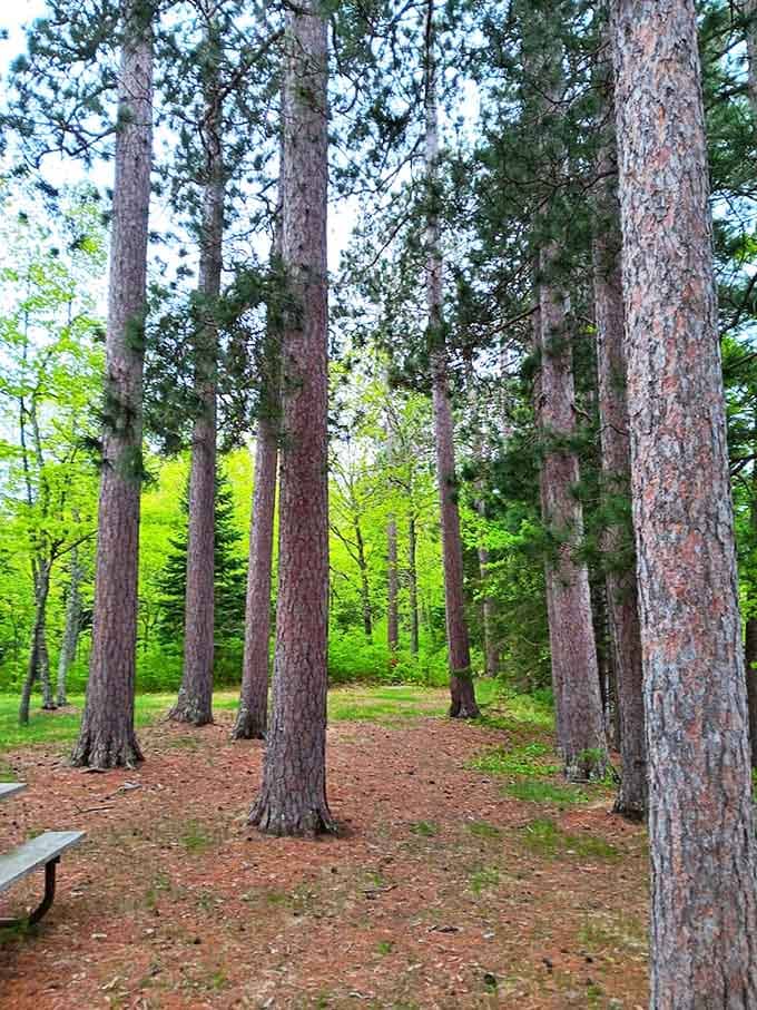 These towering pines have been standing guard since before your grandparents were born &ndash; talk about old growth charm!
