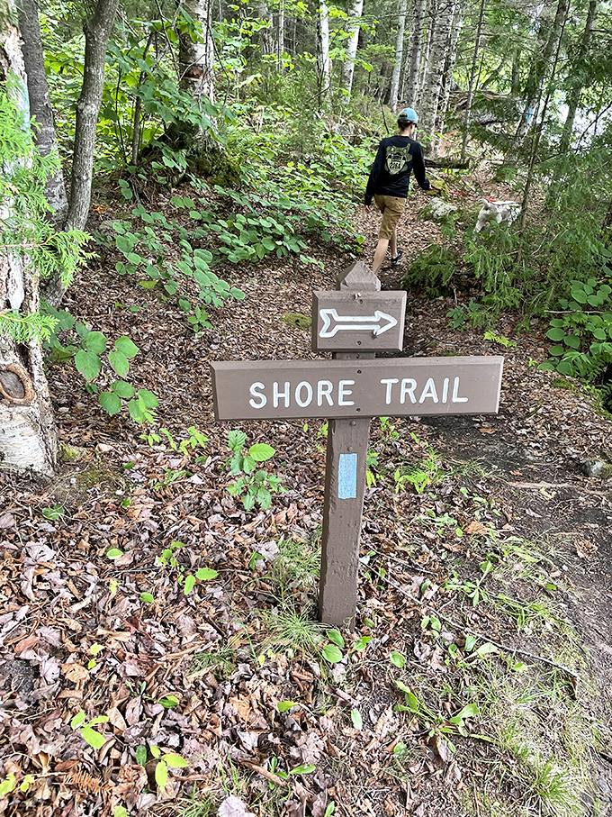 The Shore Trail beckons wanderers into Vermont's woodland cathedral, where dappled sunlight plays through leaves like nature's stained glass.