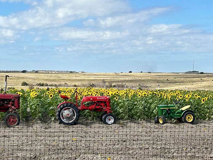 Vintage tractors stand guard beside towering sunflowers, creating a perfect photo opportunity that screams "I left my couch today!"