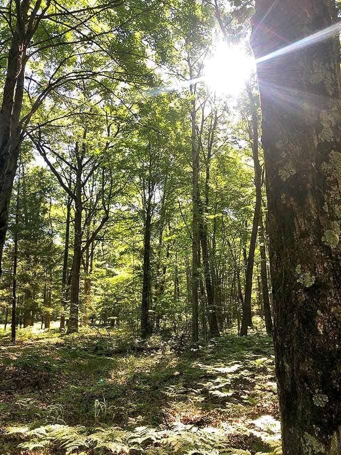 Sunlight filters through ancient trees, creating nature's stained glass effect on the forest floor – cathedral-like and breathtaking.