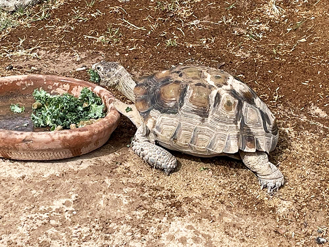 This desert tortoise moves with the urgency of someone who has nowhere to be and all day to get there &ndash; the ultimate vacation role model.