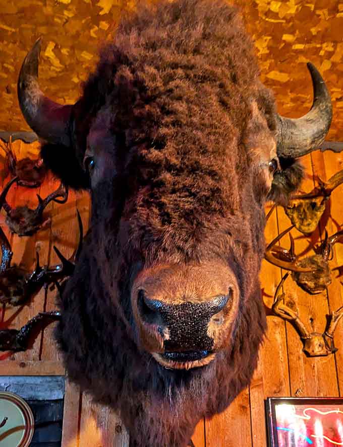 The imposing buffalo head commands respect from its mounted position, a majestic reminder of America's wild past watching over today's conversations.