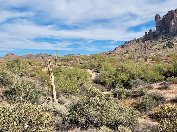 The desert reveals its secret garden of resilient plants, each one a testament to survival in this beautiful harshness.