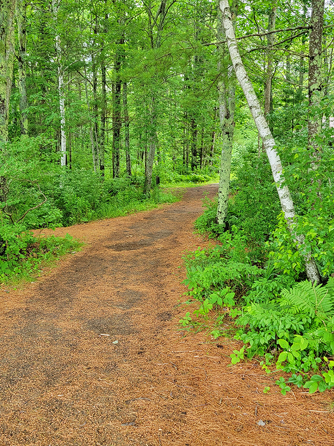 Nature's red carpet &ndash; a pine-needle path that leads adventurers deeper into the whispering Maine woods.
