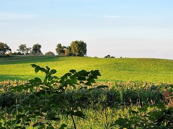 Rolling hills stretch toward the horizon like nature's own watercolor painting, showcasing Illinois's understated beauty.