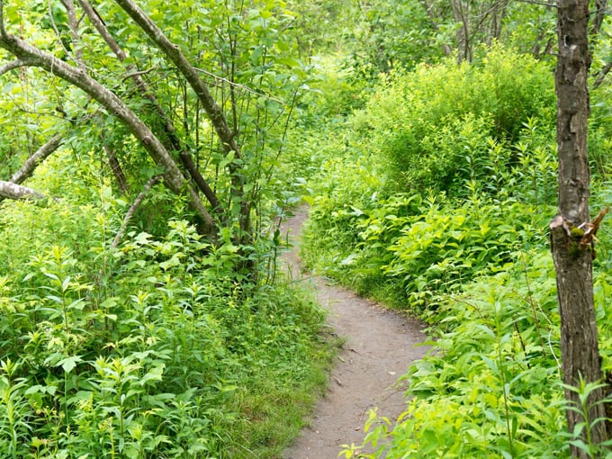 Nature's green carpet rolls out the welcome mat &ndash; this trail practically begs you to explore further.