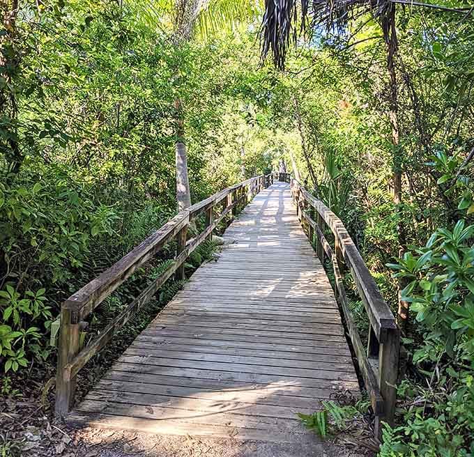 Nature's perfect framing &ndash; the boardwalk threads through dense vegetation, offering safe passage through this lush wilderness.