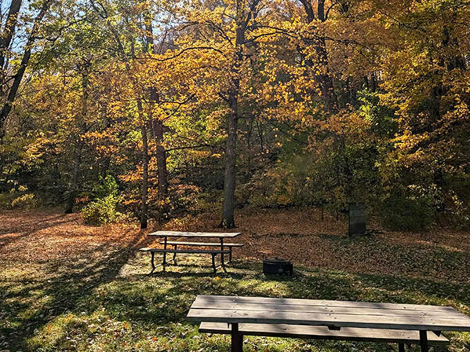 Rustic picnic tables await beneath golden canopies, offering front-row seats to nature's seasonal performance.