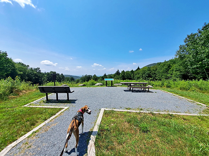 Moosalamoo's official welcome committee: a four-legged explorer surveying the territory before giving its tail-wagging approval.