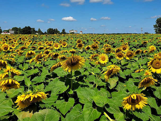 A sea of sunflowers stretches toward the horizon &ndash; nature's way of saying "everything's going to be okay" in bright yellow.