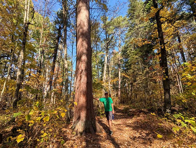 Standing beside these ancient sentinels makes even the tallest visitors feel wonderfully small &ndash; a humbling reminder of our brief human timeline.