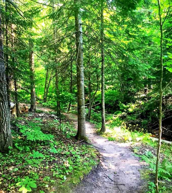 Sunlight filters through dense forest canopy along Houghton's trail system, where outdoor enthusiasts find paradise regardless of the season.