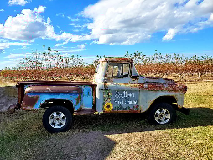 This weathered blue truck hasn't driven anywhere in years, but it's traveled straight into countless vacation photos.
