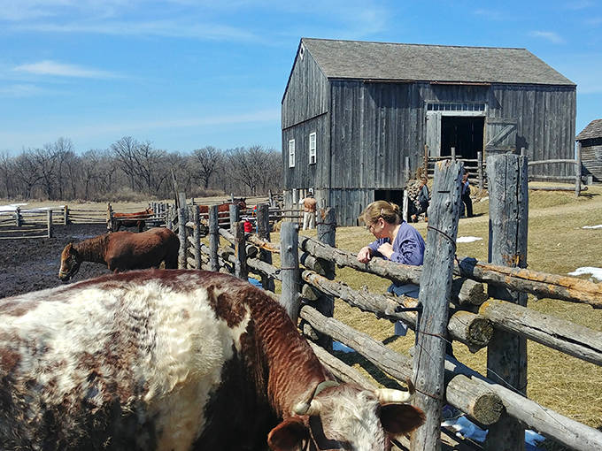 Curious visitors observe farm animals up close, bridging the gap between modern life and agricultural heritage.