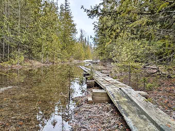 This weathered wooden boardwalk doesn't just cross water &ndash; it bridges everyday life to wilderness adventure with each creaking step.