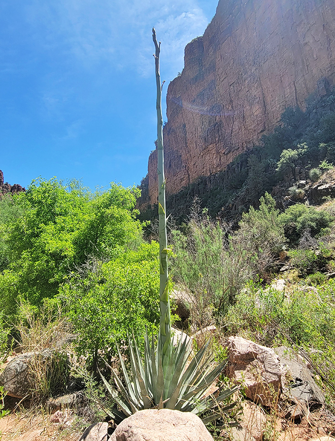 Desert sentinel: This proud agave plant stands tall against the canyon backdrop, its dramatic flower stalk reaching skyward like nature's exclamation point.