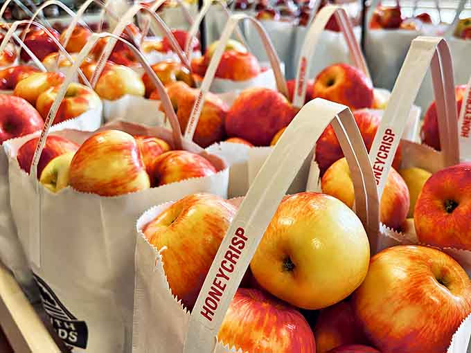 These Honeycrisp apples look like they're posing for their glamour shot &ndash; plump, rosy-cheeked celebrities of the orchard world.
