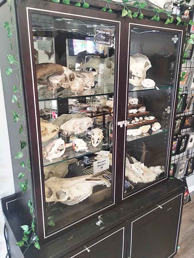 This cabinet of curiosities houses meticulously preserved specimens, each telling silent stories of natural history that span millions of years of evolution.