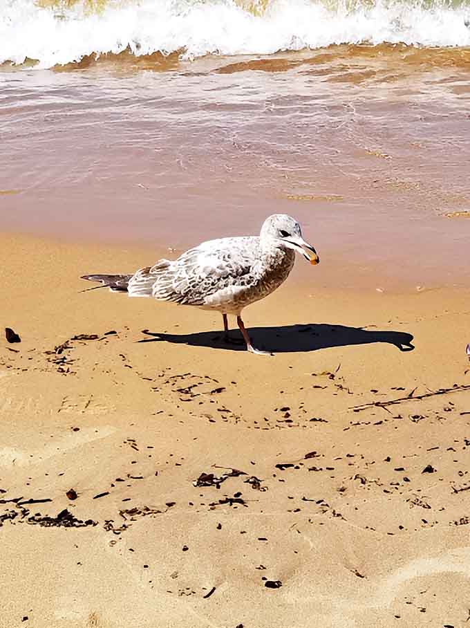 A curious gull surveys its domain on the sandy shore, perhaps contemplating which picnic might offer the best unattended snacks.