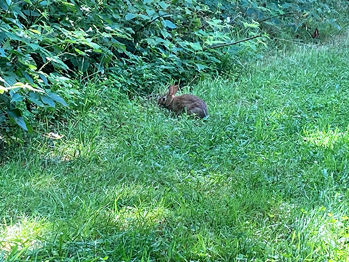 Nature's welcoming committee: this curious cottontail paused just long enough for a portrait before hopping back to business.