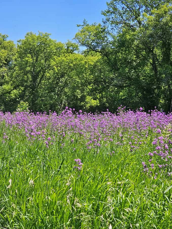 Dame's rocket blooms create purple waves across the landscape, like nature decided to throw a party and invited everyone.