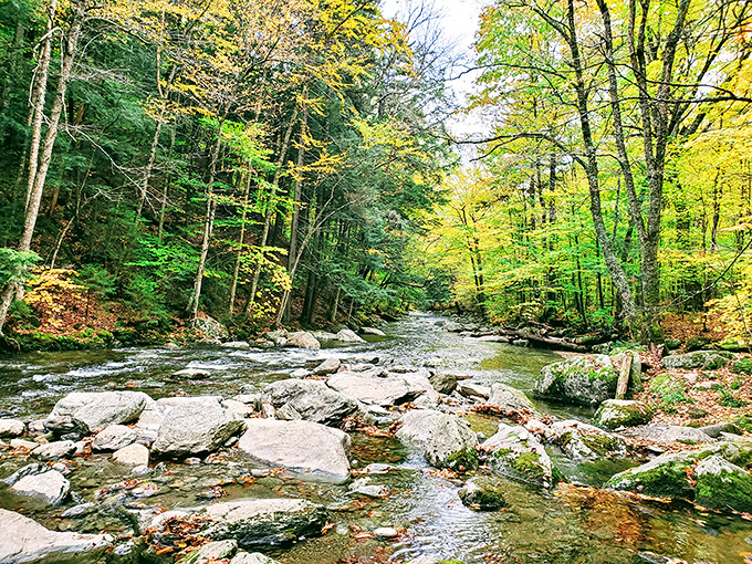 Crystal-clear water rushes over smooth stones, creating a peaceful gateway to the Bingham Falls trail.