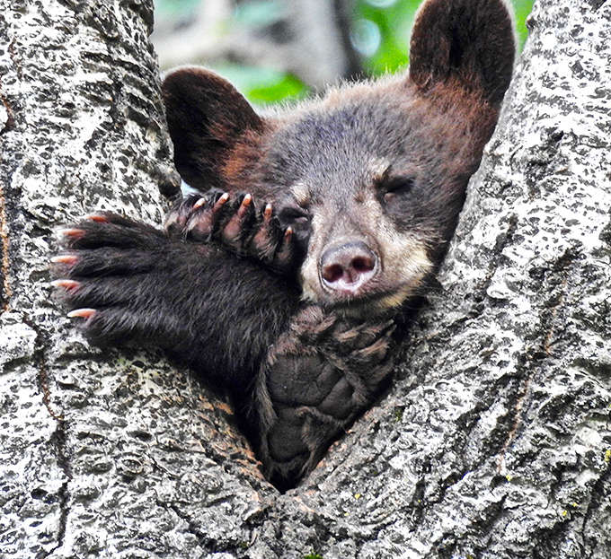 Did someone say snacks? This curious cub peeks out from a tree hollow, perfectly framed by nature's own picture window.