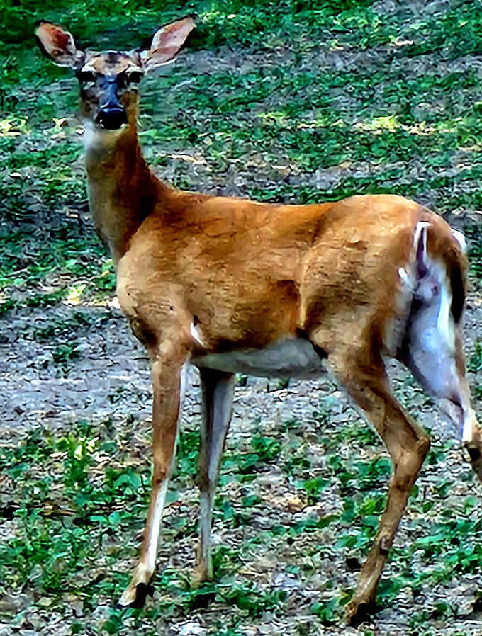 Local wildlife seems surprisingly unbothered by human visitors &ndash; this deer looks like it's about to ask if you've tried the lake's fishing yet.
