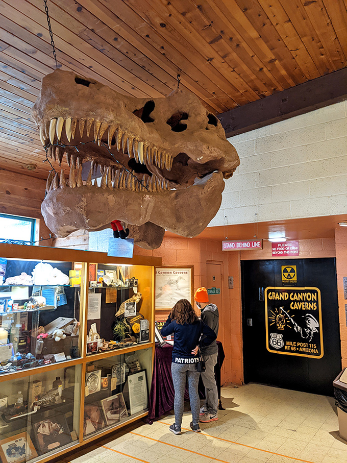Prehistoric power on display! This imposing T-Rex skull greets visitors in the entrance area, setting the stage for a journey through deep time.