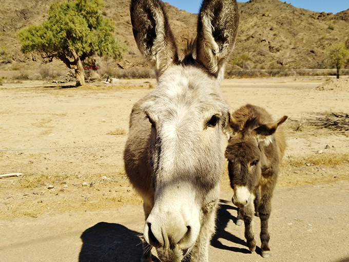 The welcoming committee has arrived! These desert residents have perfected the art of photobombing with their irresistible fuzzy faces.