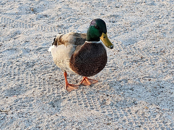Even the local wildlife seems to appreciate the beach &ndash; this mallard duck struts confidently across the sand like it owns the place.
