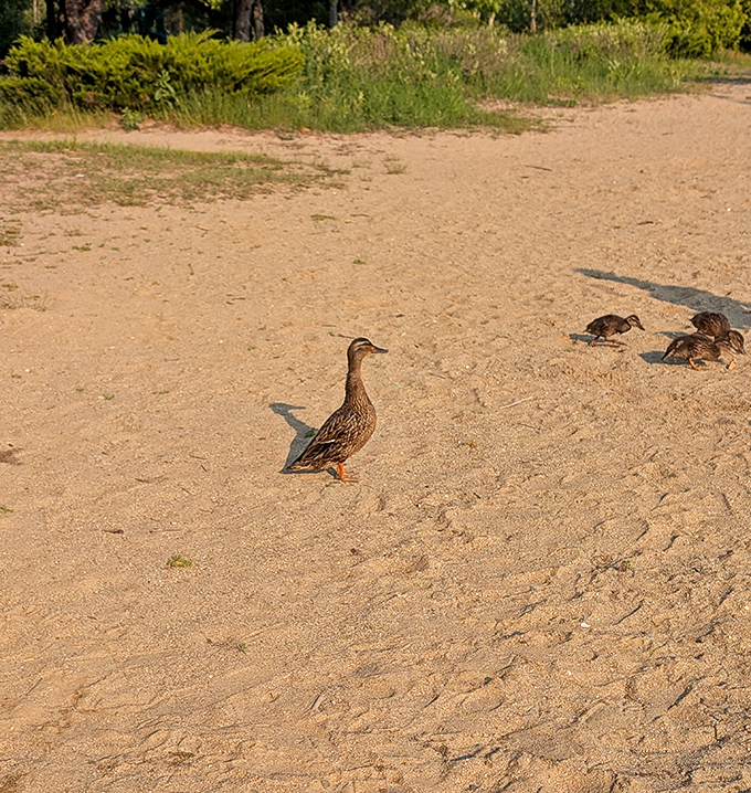 Local wildlife makes itself at home on the sandy shores. These ducks clearly know they've found prime Maine real estate.
