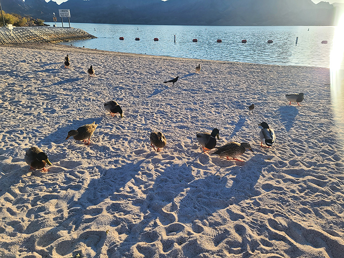 Local wildlife has figured out the best beach spots too &ndash; these ducks know exactly where to spend their day.