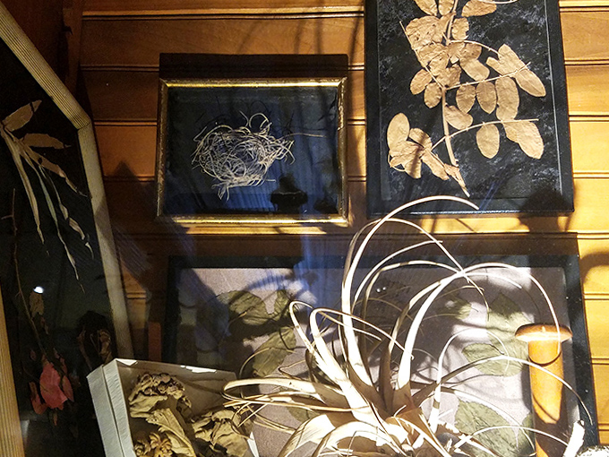 Botanical specimens preserved with scientific precision, showcasing nature's artistry alongside human collections – science meets whimsy on every shelf.