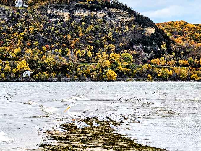 Pelicans and gulls holding their daily waterfront conference. Fish are definitely on the agenda, with "eating them" as the main action item.