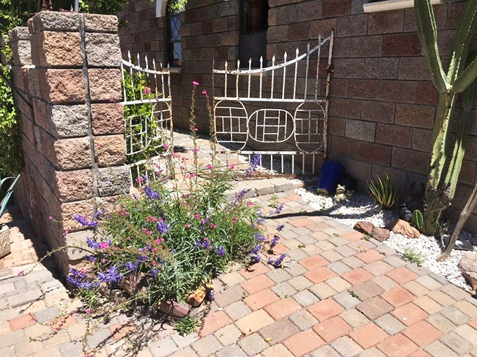 Delicate ironwork and desert blooms create enchanting garden spaces that invite quiet contemplation between adventures.