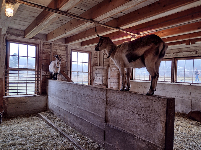 Goats demonstrate their famous climbing abilities, turning ordinary barn fixtures into playground equipment with characteristic mischievous charm.