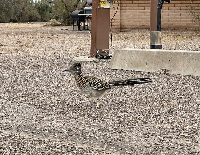 The Greater Roadrunner, nature's own comedian with a mohawk, strutting around like it owns the place (it kind of does).