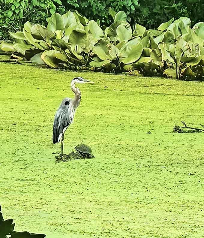 When a great blue heron photobombs your nature walk, you don't complain, you just feel grateful for the VIP wildlife viewing experience.