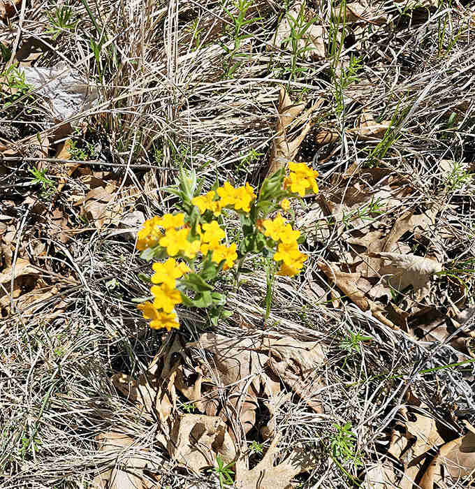 Tiny yellow hoary puccoon flowers &ndash; nature's way of proving that sometimes the most beautiful things require you to slow down and look closely.
