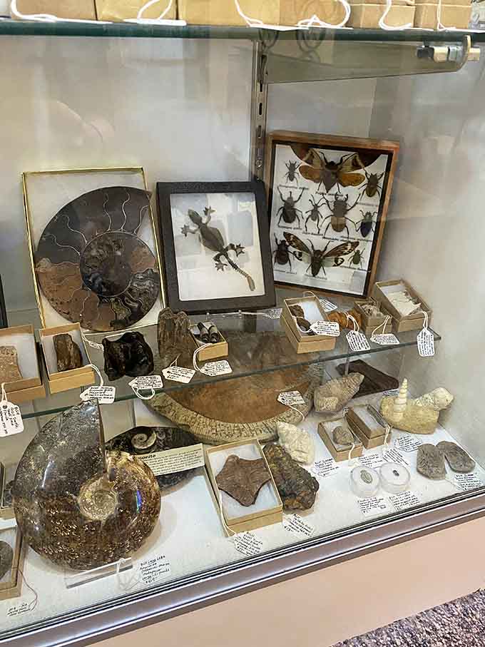 Fossils and geological specimens prove that some of the coolest collectibles are millions of years old and still turning heads.