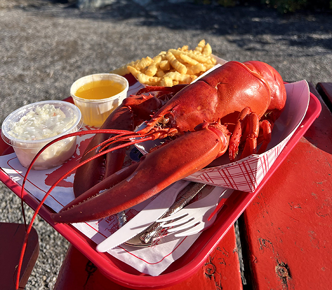 The star attraction – a whole Maine lobster, resplendent in red, ready for its delicious final performance on your plate.