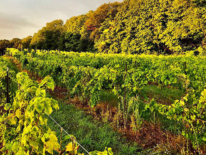 Rows of promise stretching toward the horizon &ndash; each vine carefully tended to capture Michigan's unique terroir in every bottle.