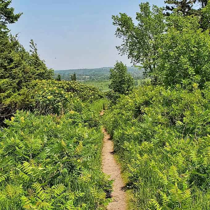 Nature's version of a yellow brick road &ndash; this narrow trail through ferns promises adventures worthy of any fairy tale.