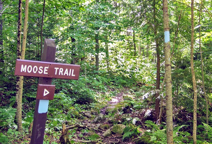 Follow the Moose Trail deep into the forest primeval, where each bend might reveal Vermont's most iconic resident browsing among the ferns.