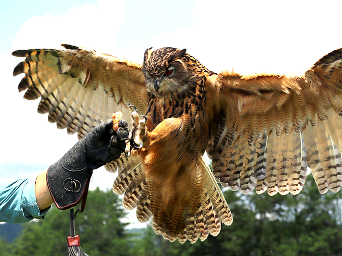 New England Falconry: Talk about a wingman! This magnificent raptor demonstrates why Vermont's wildlife is just as impressive as its scenery.