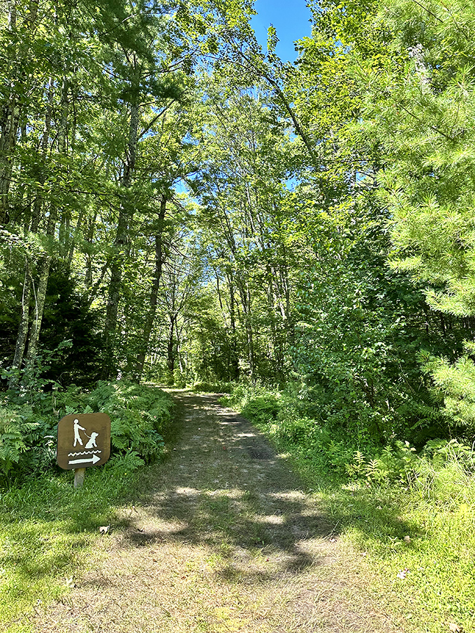 Nature's red carpet: A pine-needle path leads adventurers through whispering woods to hidden lake vistas.
