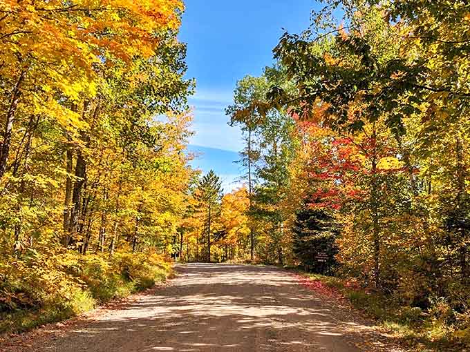 Autumn's golden hour turns this forest road into the kind of scene that makes you pull over just to stare.