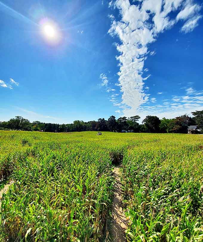 Michigan's brilliant blue autumn sky creates the perfect backdrop for a day of agricultural adventures at Robinette's.